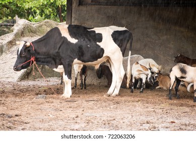 Cows Stock Photo 722063206 | Shutterstock