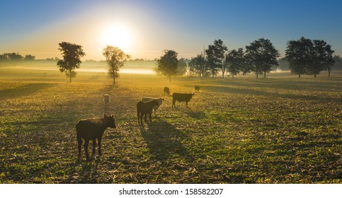 880,027 Farm animals in field Stock Photos, Images & Photography ...