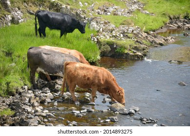 Cows Drinking Stream Point On Skye Stock Photo 2014893275 | Shutterstock