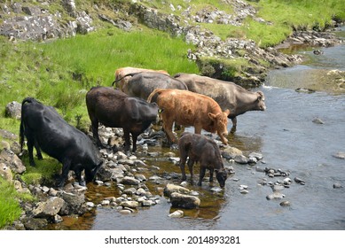 43 Cattle drinking point Images, Stock Photos & Vectors | Shutterstock