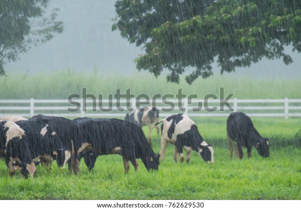 6,285 imágenes de Cow with rain - Imágenes, fotos y vectores de stock | Shutterstock