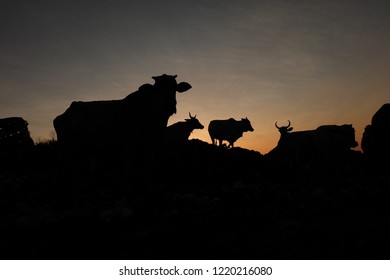 5,520 Cow night Images, Stock Photos & Vectors | Shutterstock