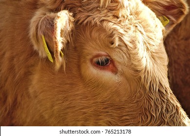 Side View Cow Looking Camera Field Stock Photo 765213169 | Shutterstock