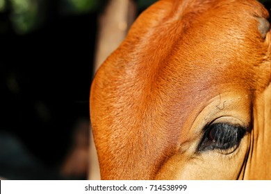 Cows Forehead Stock Photo 714538999 | Shutterstock