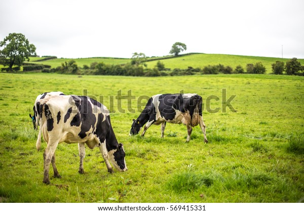 Cows Green Stock Photo (Edit Now) 569415331