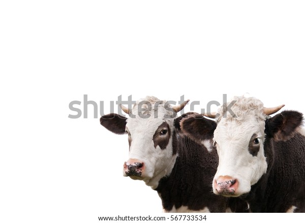 Cows Isolated Stock Photo (Edit Now) 567733534