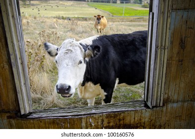 Cows Looking Through Window Dilapidated House Stock Photo 100160576 ...