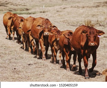 112 Droughtmaster cattle Images, Stock Photos & Vectors | Shutterstock