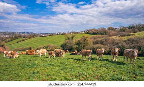4,701 English cattle Images, Stock Photos & Vectors | Shutterstock