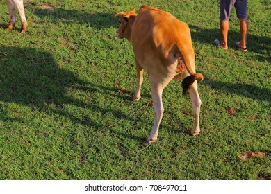 207 Cow peeing Images, Stock Photos & Vectors | Shutterstock