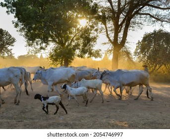 2,569 Cow pull Images, Stock Photos & Vectors | Shutterstock
