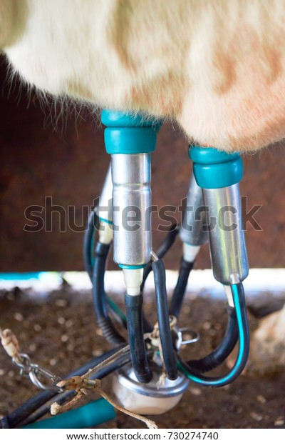 Cows Utter Pipeline While Milking Operation Stock Photo 730274740 ...