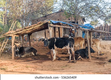 Cow-shed Images, Stock Photos & Vectors | Shutterstock