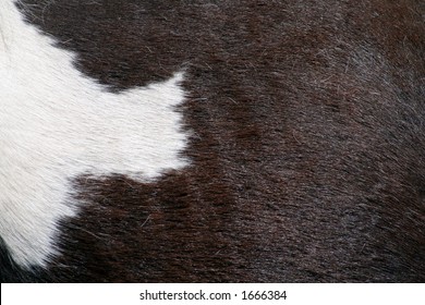 37 Sheepskin. goatskin Images, Stock Photos & Vectors | Shutterstock