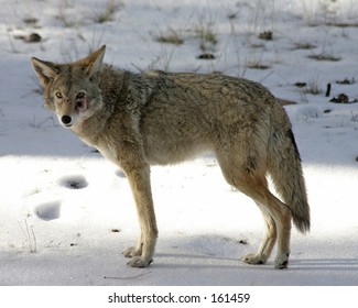 75 Coyote jumping Stock Photos, Images & Photography | Shutterstock