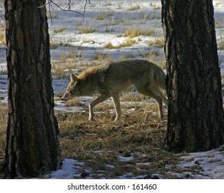 75 Coyote jumping Stock Photos, Images & Photography | Shutterstock