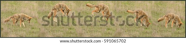 Coyote Pounce Sequence Stock Photo 591065702 | Shutterstock