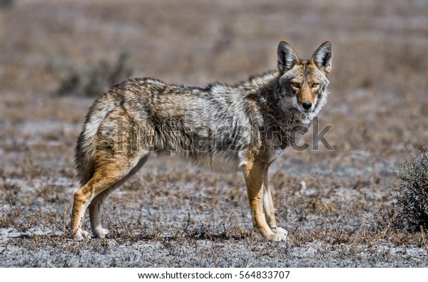 Coywolf Stock Photo (Edit Now) 564833707