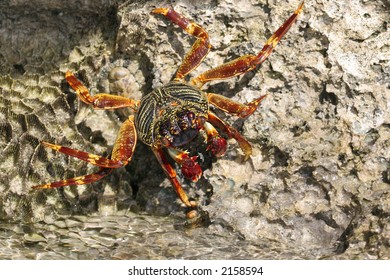 101 imágenes de Crab stance - Imágenes, fotos y vectores de stock ...