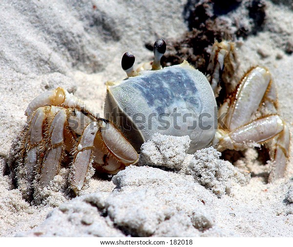 Crab Back Stock Photo 182018 | Shutterstock