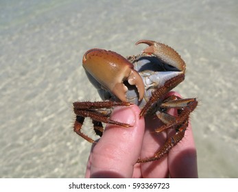 11 Chela bite Images, Stock Photos & Vectors | Shutterstock