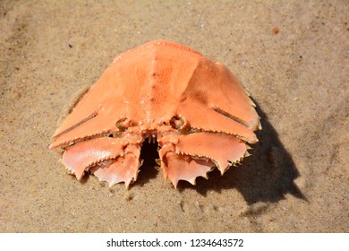 Crab Shell Skeleton Stock Photo 1234643572 | Shutterstock