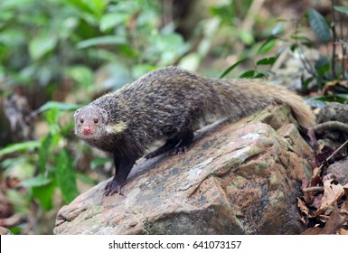46 Crab Eating Mongoose Images, Stock Photos & Vectors | Shutterstock