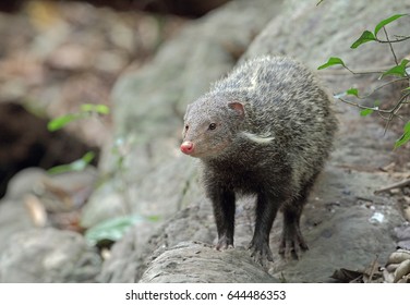 46 Crab Eating Mongoose Images, Stock Photos & Vectors | Shutterstock