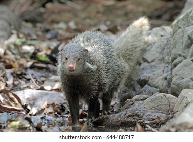 46 Crab Eating Mongoose Images, Stock Photos & Vectors | Shutterstock