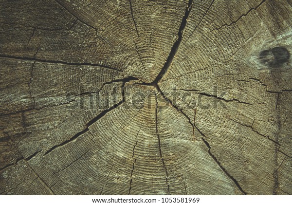 Crack Tree Cut Surface Texture Background Stock Photo 1053581969 ...