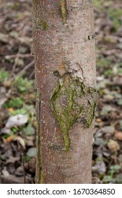 Cracked Apple Tree Bark Initial Stage Stock Photo 1670364850 | Shutterstock