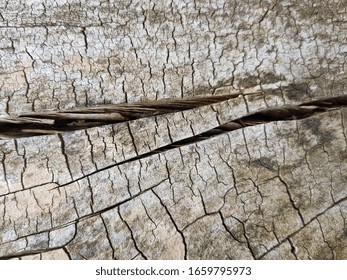 Cracked Split Old Log Texture Stock Photo 1659795973 | Shutterstock