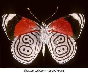 67 Butterfly eighty eight Images, Stock Photos & Vectors | Shutterstock