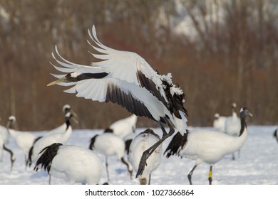 Group Japanese Cranes Flight Japan Hokkaido Stock Photo 554303386 ...