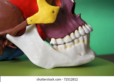Cranium Model Stock Photo 72512812 | Shutterstock