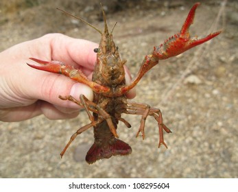 Crawdad Images, Stock Photos & Vectors | Shutterstock