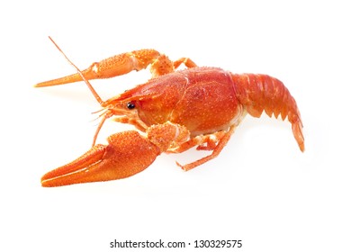 Crawfish Stock Photo 130329575 | Shutterstock