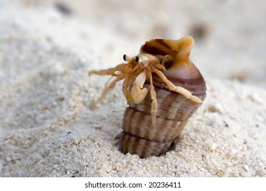 17 Sandhoppers Images, Stock Photos & Vectors | Shutterstock
