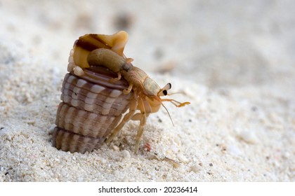 17 Sandhoppers Images, Stock Photos & Vectors | Shutterstock