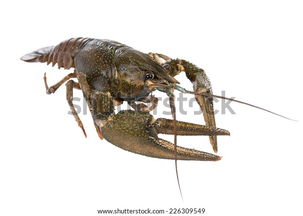 Crawfish Fighting Pose Stock Photo 226309549 | Shutterstock