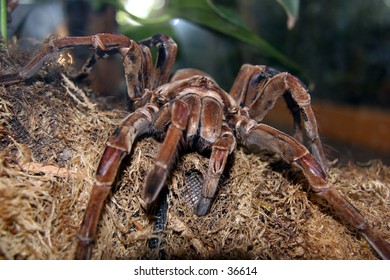 Crawling Spider Stock Photo 36614 | Shutterstock