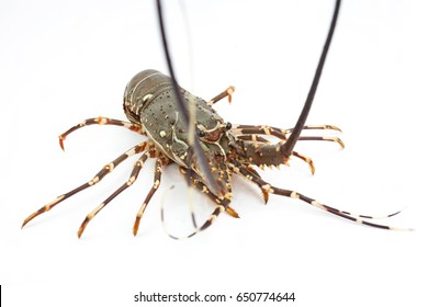 European Garden Spider Araneus Diadematuswhite Isolated Stock Photo ...
