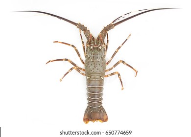 7,028 Crayfish tails Images, Stock Photos & Vectors | Shutterstock