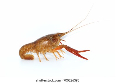 Crayfish Stock Photo 700226401 | Shutterstock