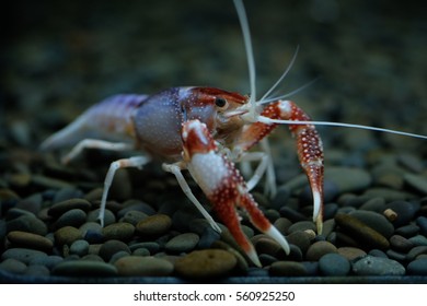 870 Ghost Crayfish Images, Stock Photos & Vectors | Shutterstock