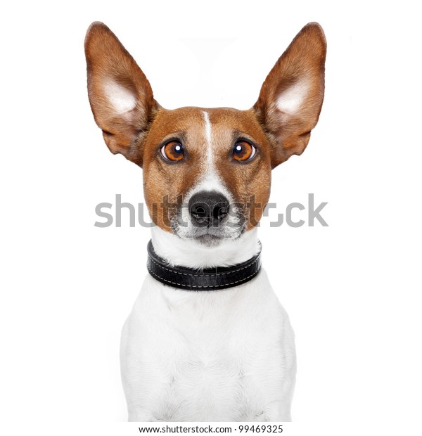 Crazy Dog Big Lazy Eyes Stock Photo (Edit Now) 99469325 Crazy Dog Big Lazy Eyes Stock Photo (Edit Now) 99469325