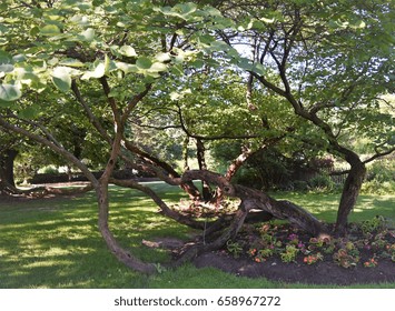 1,676 Crazy Tree Branches Images, Stock Photos & Vectors | Shutterstock