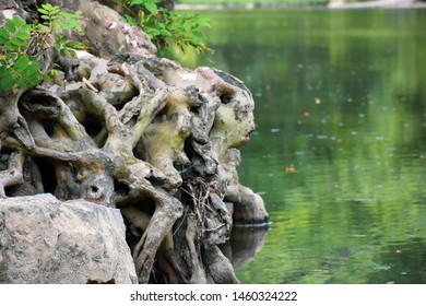 Crazy Tree Root System On River Stock Photo 1460324222 | Shutterstock