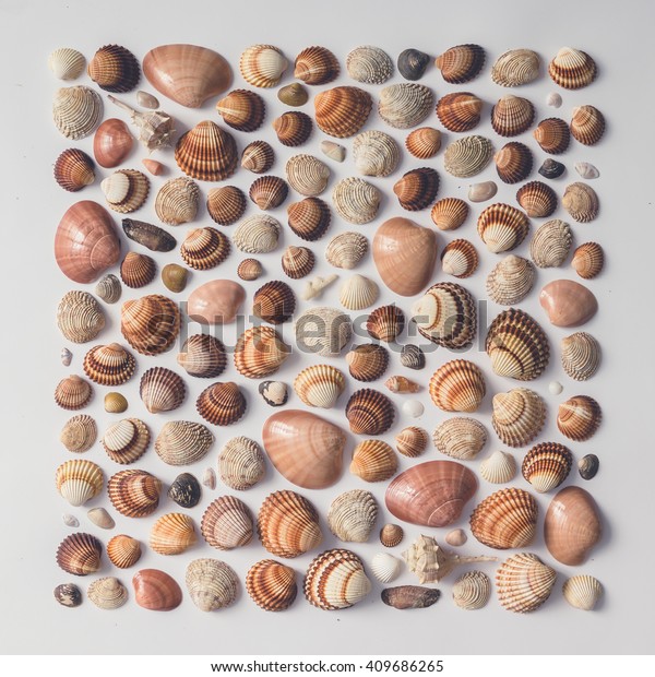 Creative Arrangement Sea Shells Flat Lay Stock Photo 409686265 ...