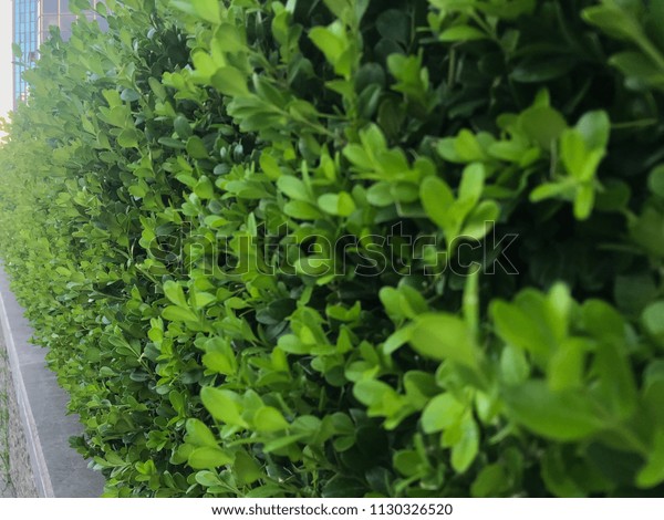 Creative Background Layout Made Leaves Flay Stock Photo 1130326520 ...